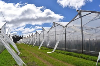 Sunfresh Farms: El símbolo auténtico de Guatemala, país de la eterna ...