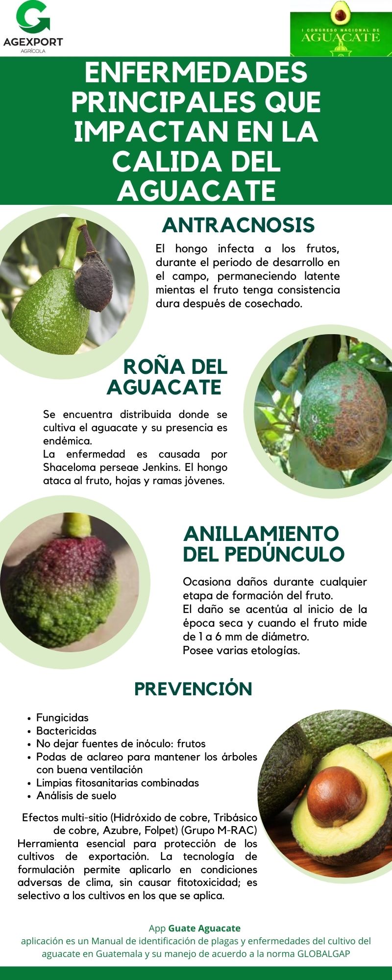 Principales-enfermedades-aguacate | Agexport Hoy