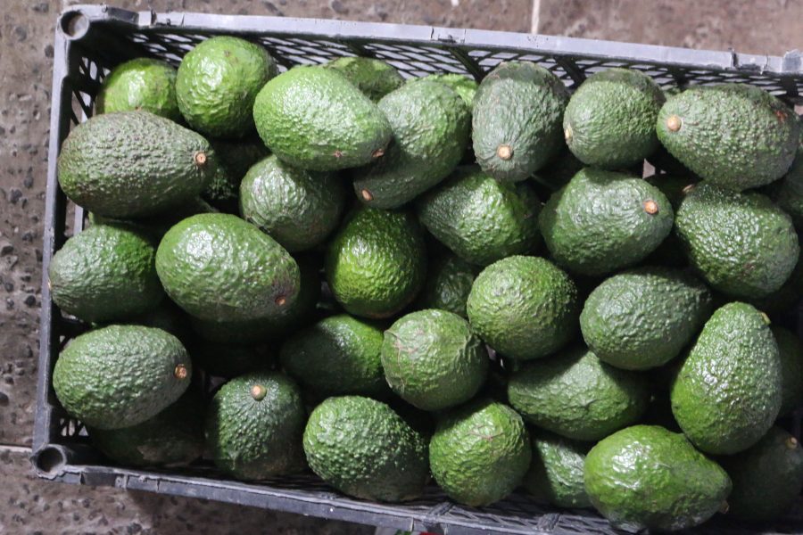 Nueva variedad de aguacate Booth 8 con potencial para conquistar ...