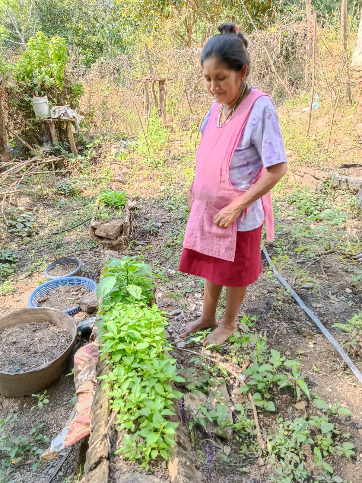 AGEXPORT impulsa la cadena de chile chiltepe en el corredor seco ...